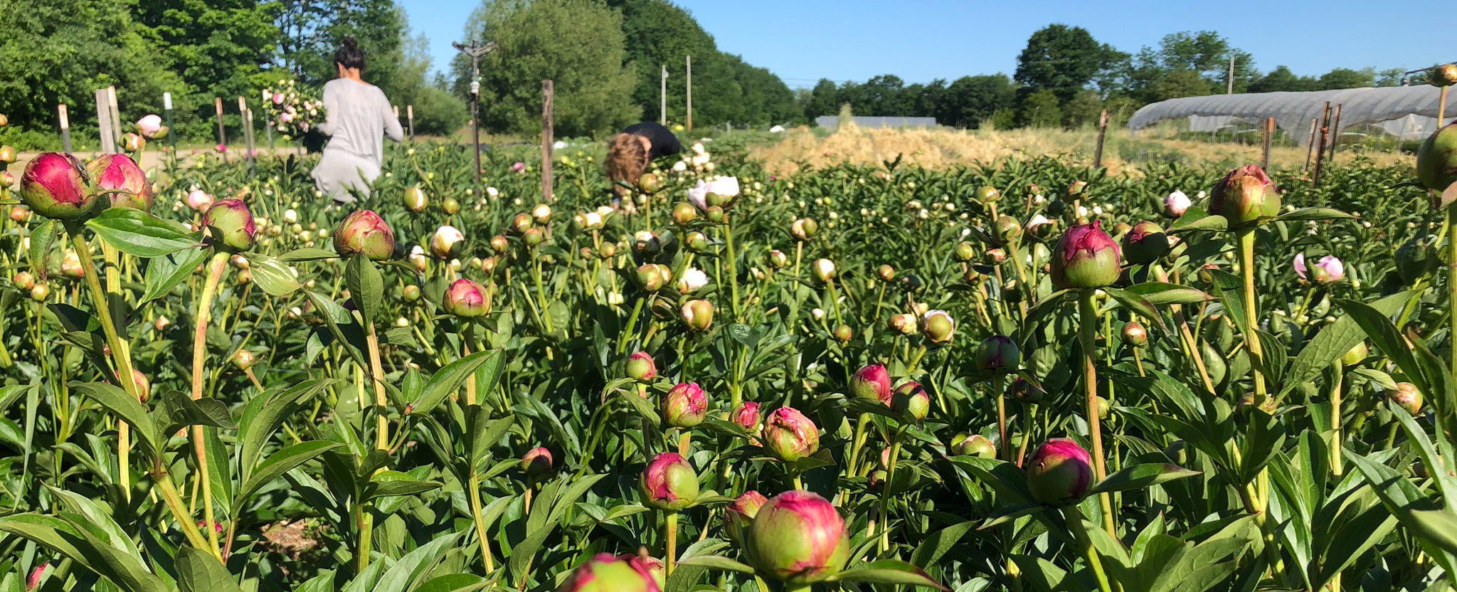 Flower CSA – Broadturn Farm